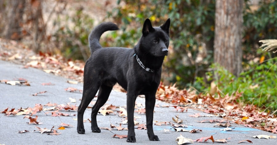Razas de perros asiáticos: FOTOS y características más llamativas